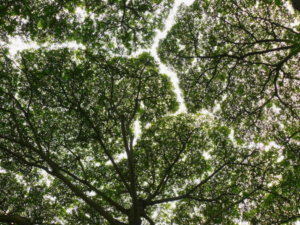 The Shrinking Tree – Myricopia