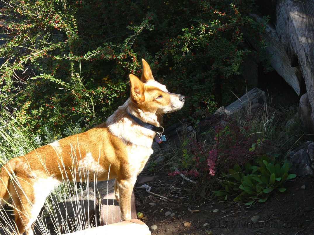 The Sentry (for dog lovers) – Myricopia