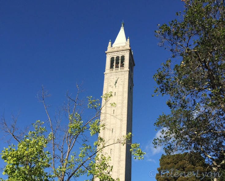 The Berkeley Bus – Myricopia